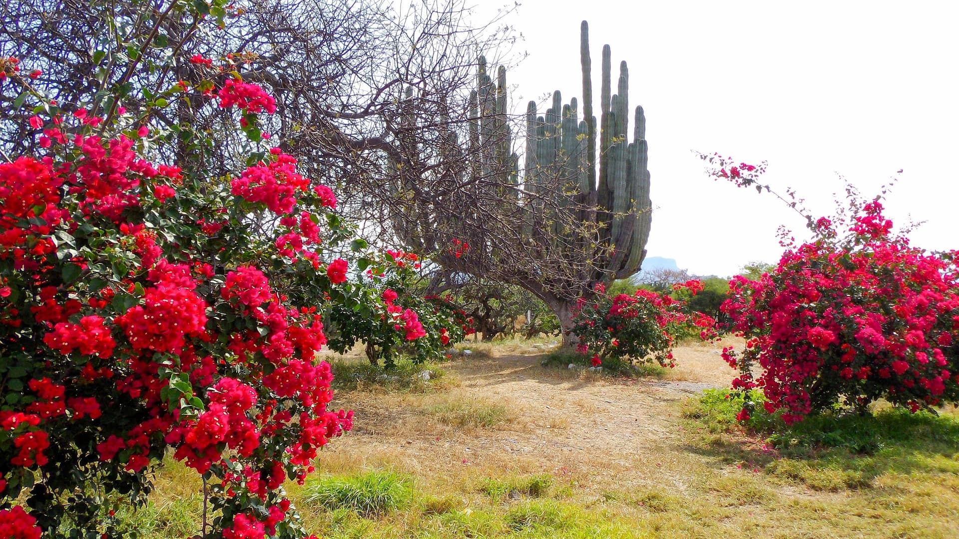 Reisikalender Gondvana Reisid
